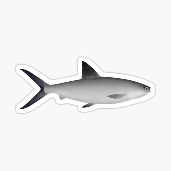 "Milkfish" Sticker for Sale by fishfolkart | Redbubble