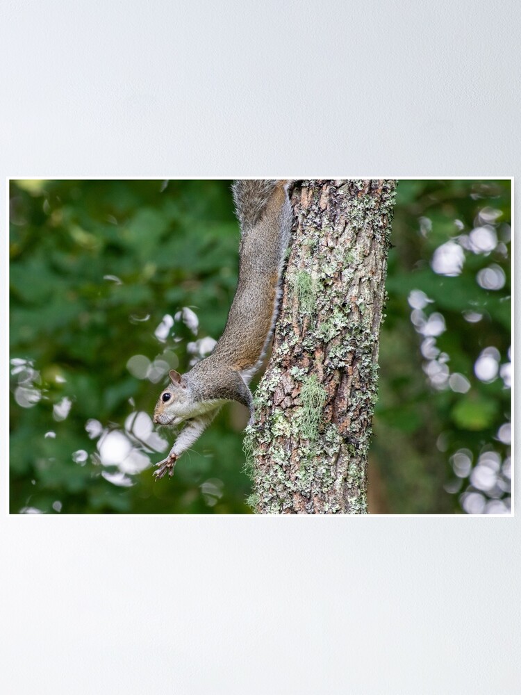 "Squirrel Reaching Out" Poster for Sale by ILD-Photography | Redbubble