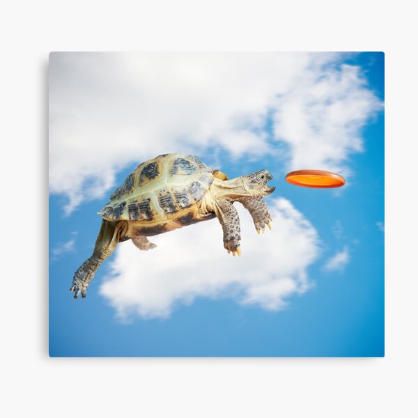 "Funny Frisbee Catching Turtle" Canvas Print for Sale by DV-LTD | Redbubble