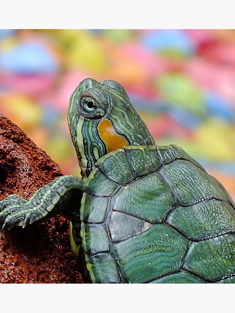 "Turtle Climbing on Rock" Poster for Sale by RyansOpenDoor | Redbubble