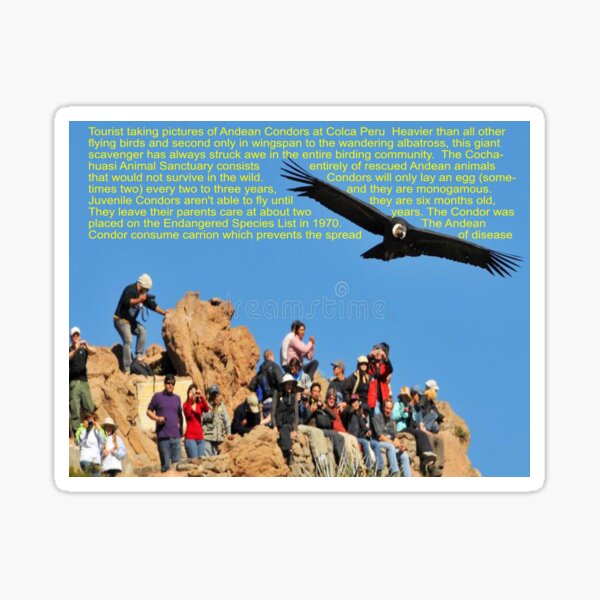 "Andean Condor Art" Sticker by Alicefish | Redbubble