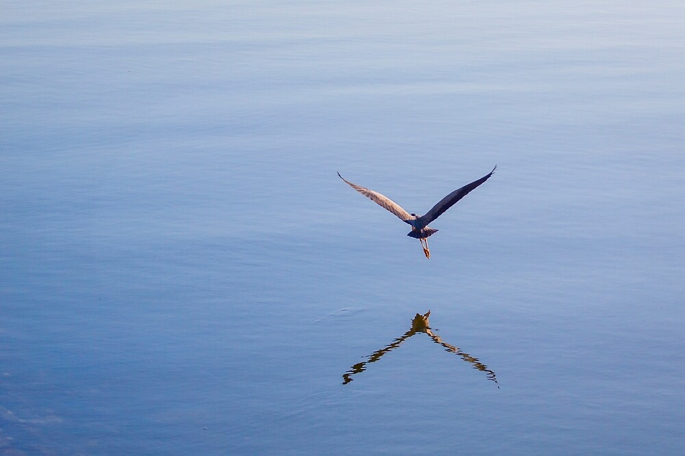 "bird with outstretched wings" by Martin Pot | Redbubble