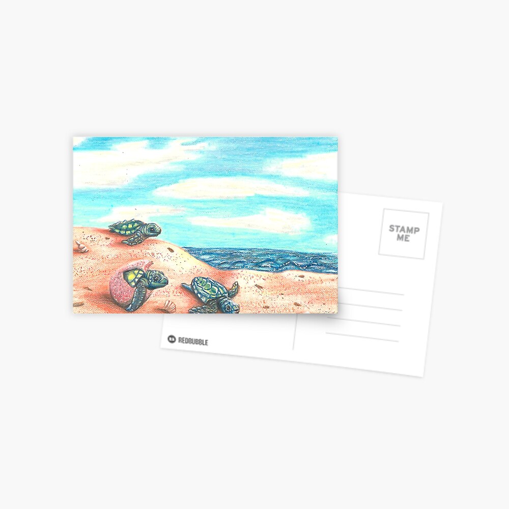 "Baby Sea Turtles hatching colored pencil drawing" Postcard by ...