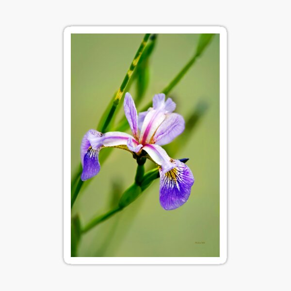 "Iris Flower" Sticker by rollosphotos | Redbubble