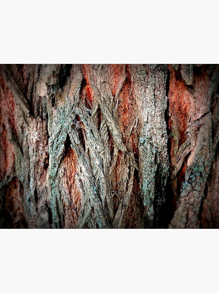 "Acacia tree bark texture" Poster for Sale by JuliaZakaite | Redbubble