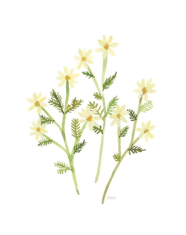 "Chamomile Sprigs" by smyrdek | Redbubble