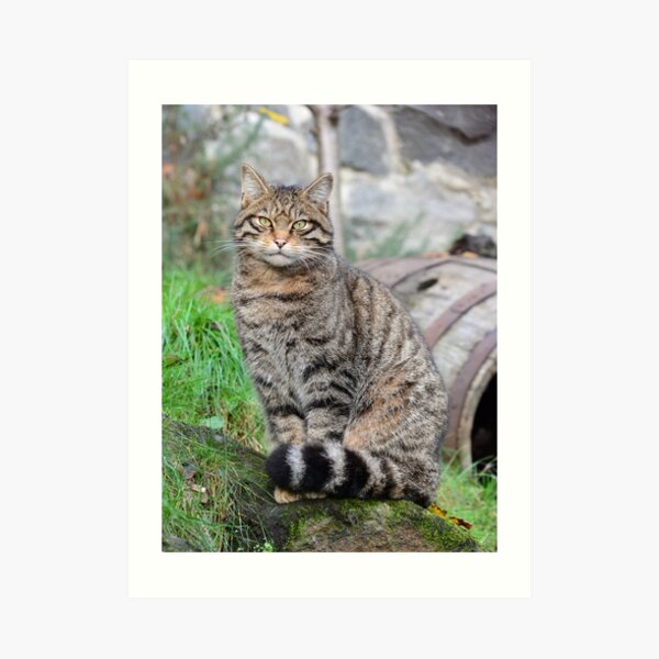 "Stunning Highland Tiger (Scottish Wildcat)" Art Print for Sale by ...