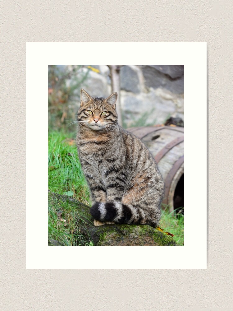 "Stunning Highland Tiger (Scottish Wildcat)" Art Print for Sale by ...