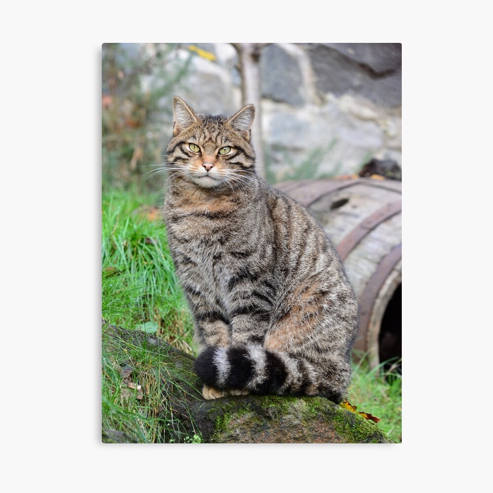 Art & Collectibles Scottish Wildcat fine art Highland Tiger giclee ...