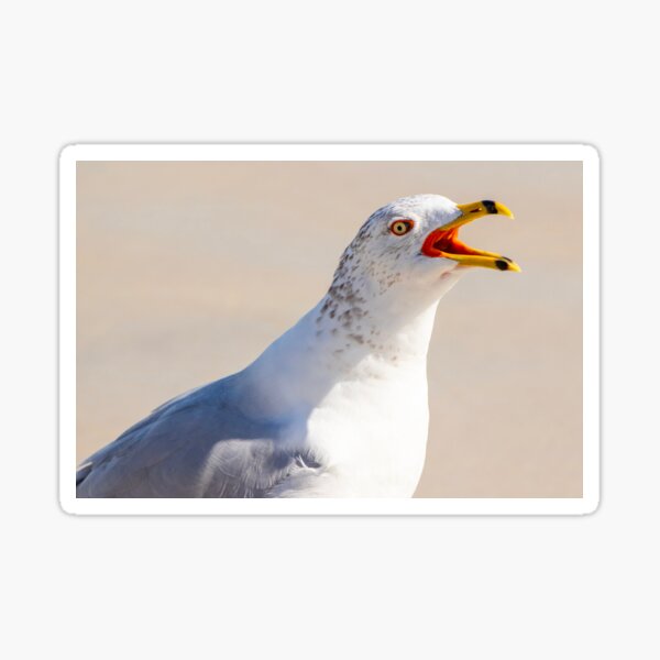 "Crying Laughing Gull" Sticker for Sale by ILD-Photography | Redbubble