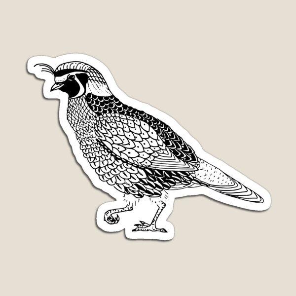"Bobwhite quail 1" Magnet for Sale by spineless-art | Redbubble