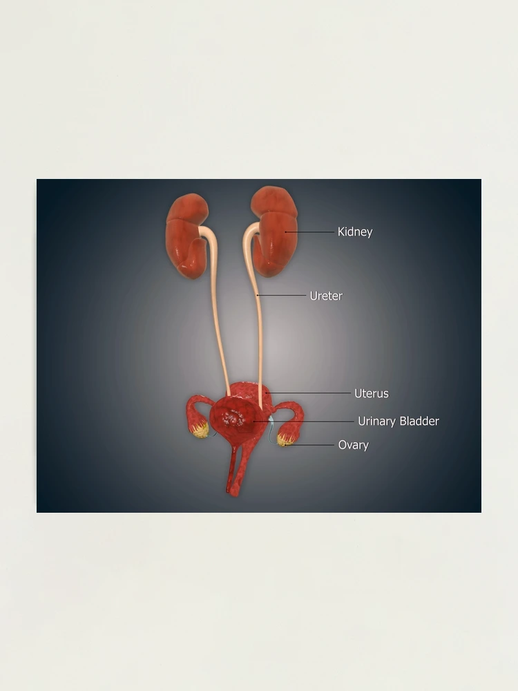 Uterus Bladder Image