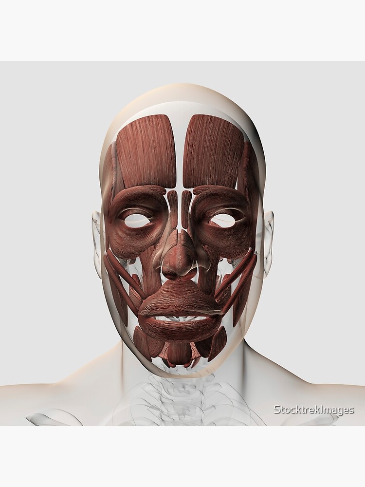 "Medical illustration of male facial muscles, front view." Poster by ...