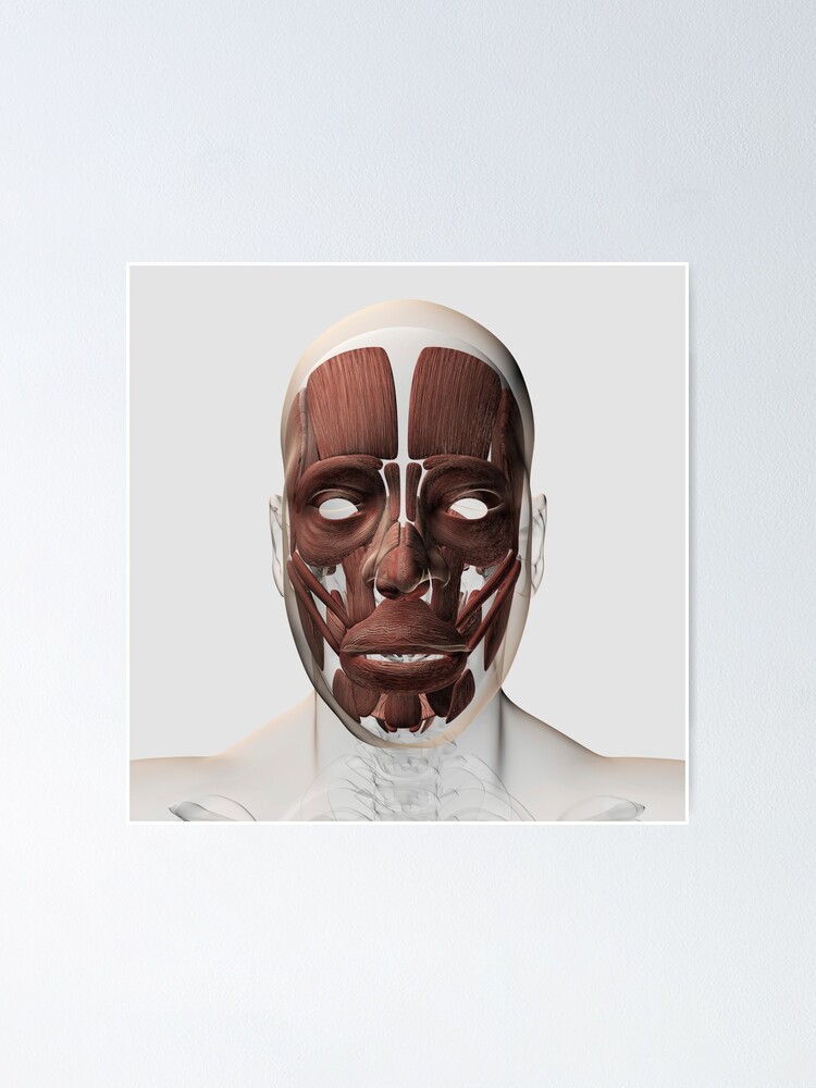 "Medical illustration of male facial muscles, front view." Poster by ...