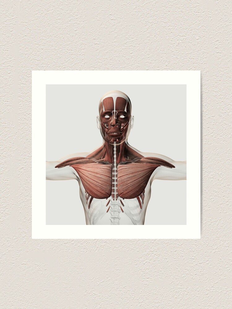 "Anatomy of male muscular system, side view." Art Print by ...
