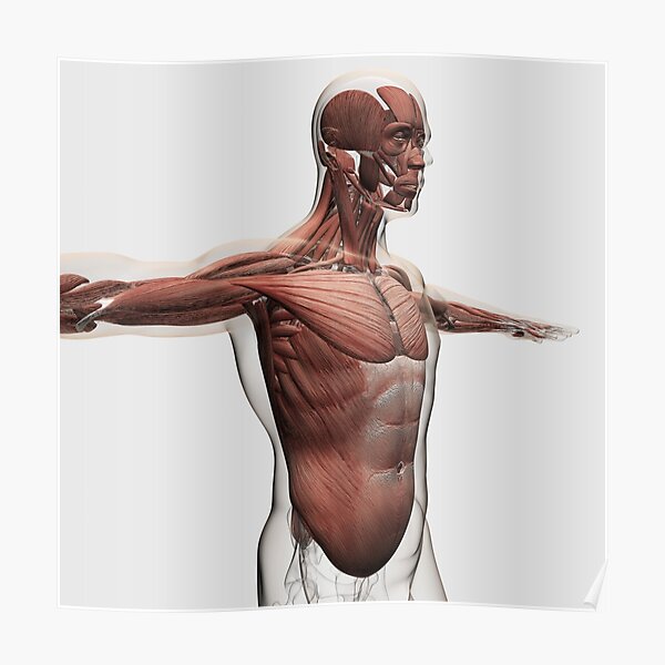 "Anatomy of male muscles in upper body, side view." Poster by ...