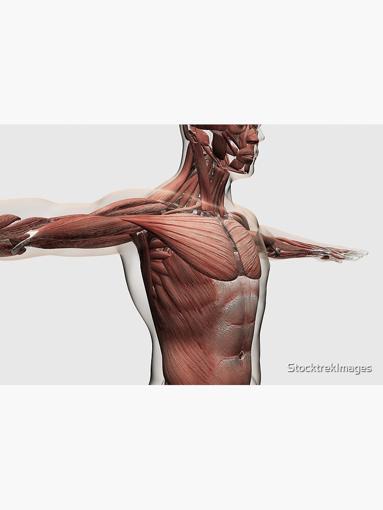 Human Male Arm Side View