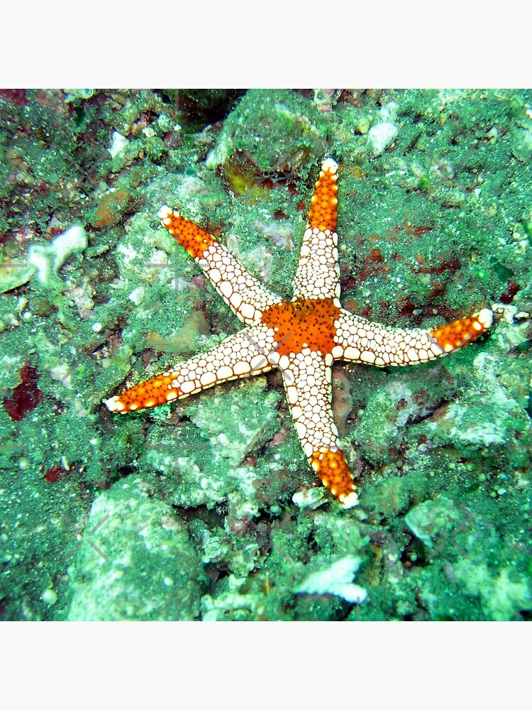 "Bright orange and white starfish in the ocean" Poster for Sale by ...