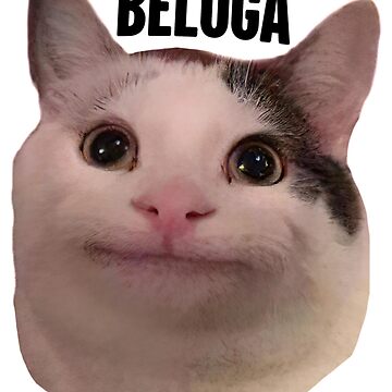 "beluga cat discord pfp " Poster for Sale by Liamandlore | Redbubble