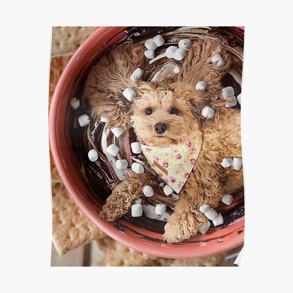 "Cute cavapoo " Poster for Sale by toppopin | Redbubble