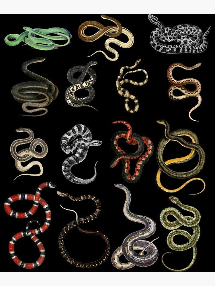 "Educational Types of Snake " Poster for Sale by LesliexWiggins | Redbubble