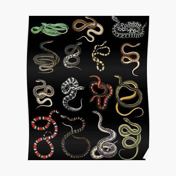 "Educational Types of Snake " Poster for Sale by LesliexWiggins | Redbubble