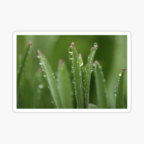 "Grass" Sticker for Sale by filipjugowiec | Redbubble