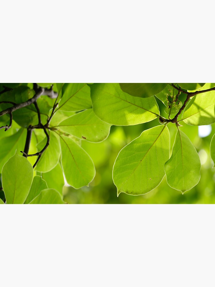 "Leaves under direct sunlight" Sticker for Sale by parkcasuals | Redbubble