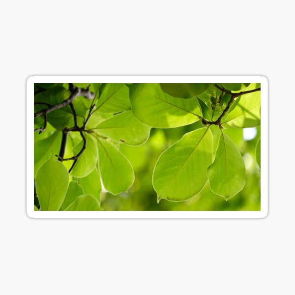 "Leaves under direct sunlight" Sticker for Sale by parkcasuals | Redbubble
