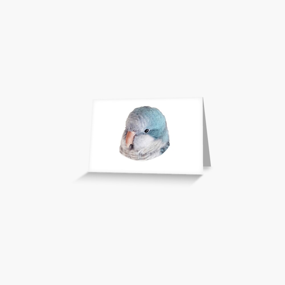 "Cute quaker parrot - blue" Sticker for Sale by BirbFriends | Redbubble