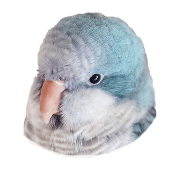 "Cute quaker parrot - blue" Sticker for Sale by BirbFriends | Redbubble