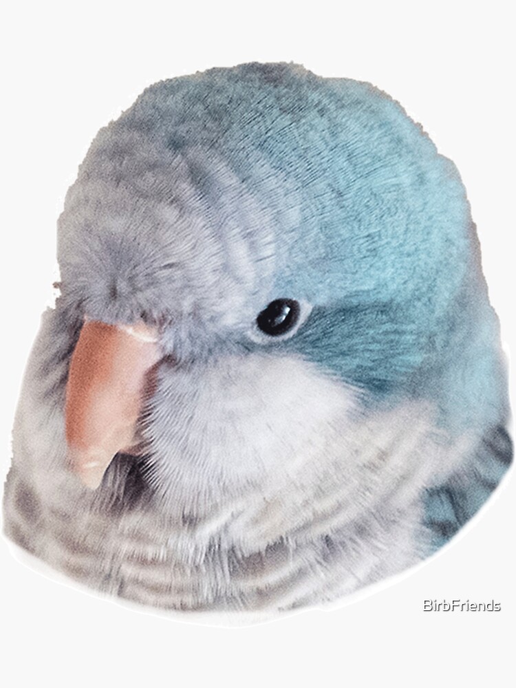 "Cute quaker parrot - blue" Sticker for Sale by BirbFriends | Redbubble