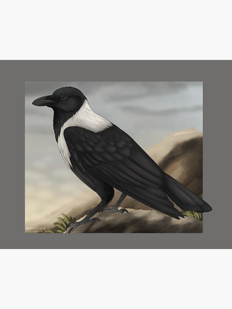 "Collared crow" Poster for Sale by DragonArtist15 | Redbubble