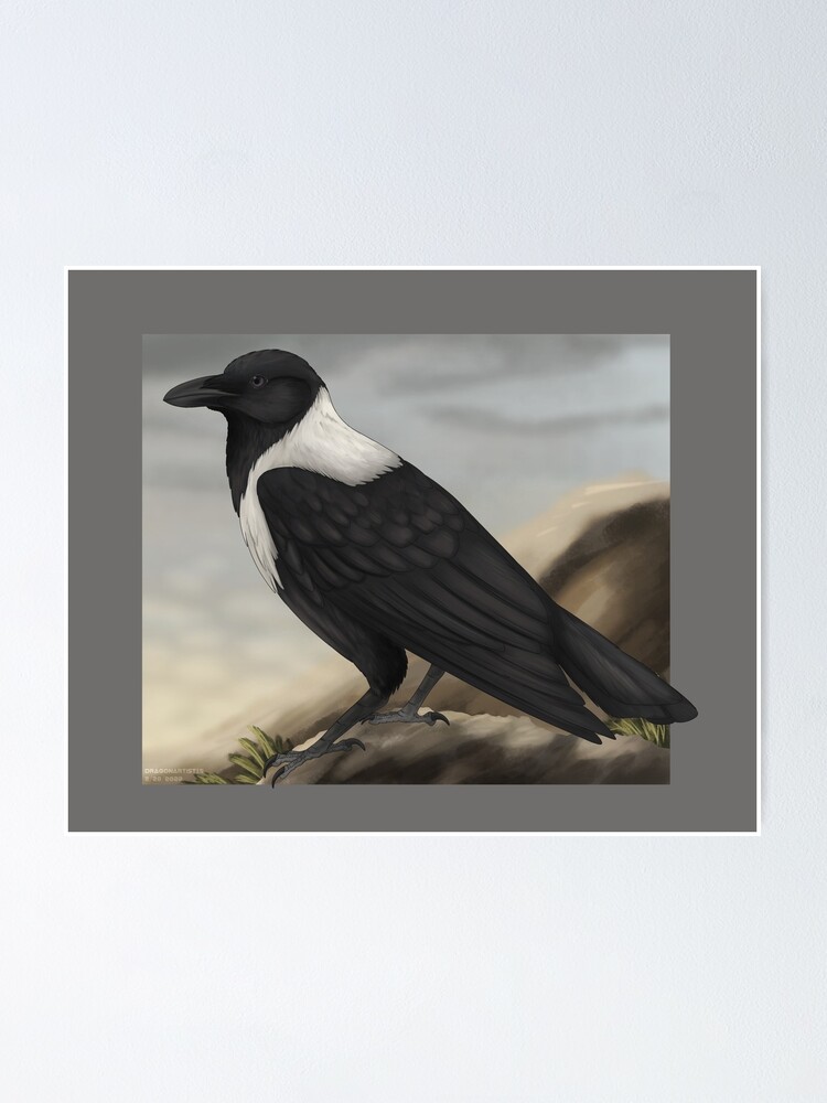 "Collared crow" Poster for Sale by DragonArtist15 | Redbubble