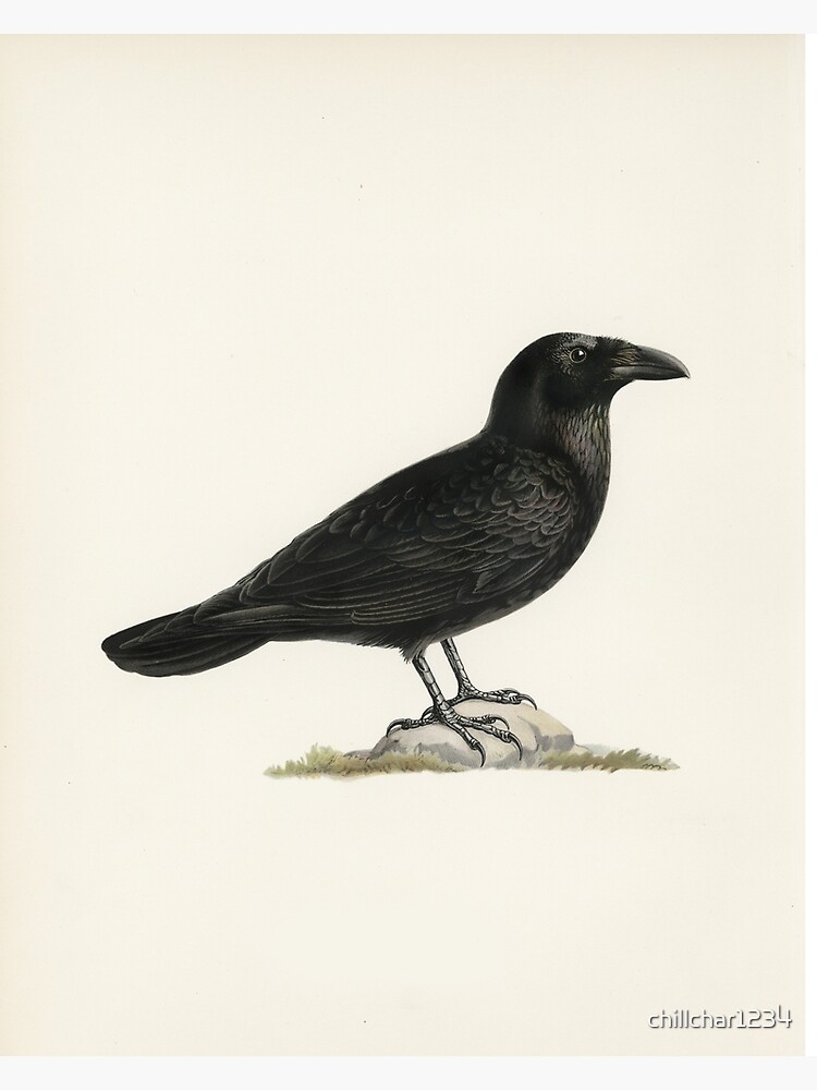 "Dark Academia Goth Black Raven Art Vintage Digital Download Printable ...