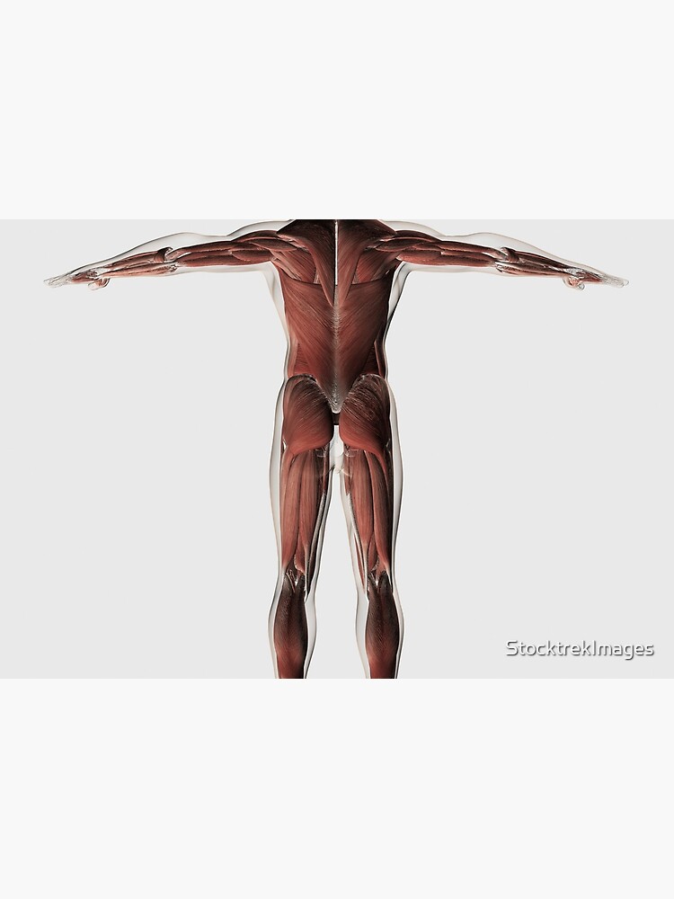 "Anatomy of male muscular system, posterior view." Hardcover Journal ...