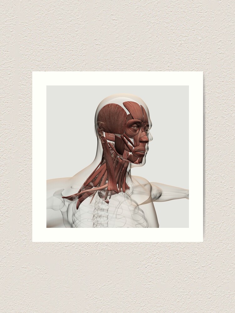 "Anatomy of male facial and neck muscles, front view." Art Print by ...