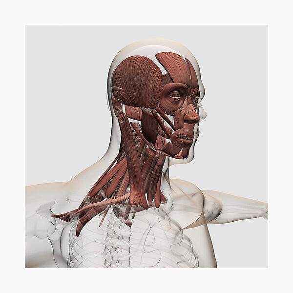 "Anatomy of male facial and neck muscles, front view." Photographic ...