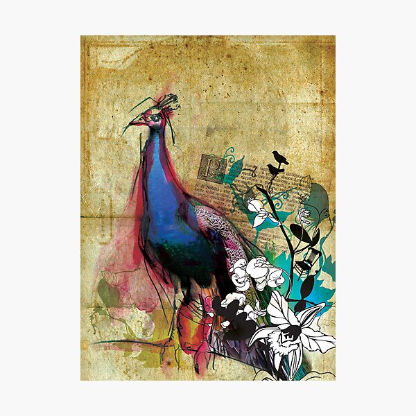 "king peacock" Photographic Print for Sale by Narelle | Redbubble