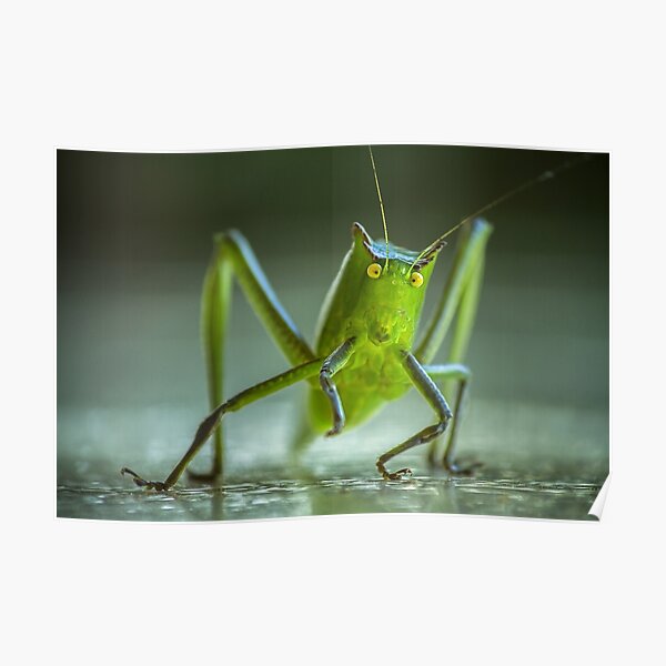 "Green Bug with Long Legs" Poster for Sale by sjphotocomau | Redbubble