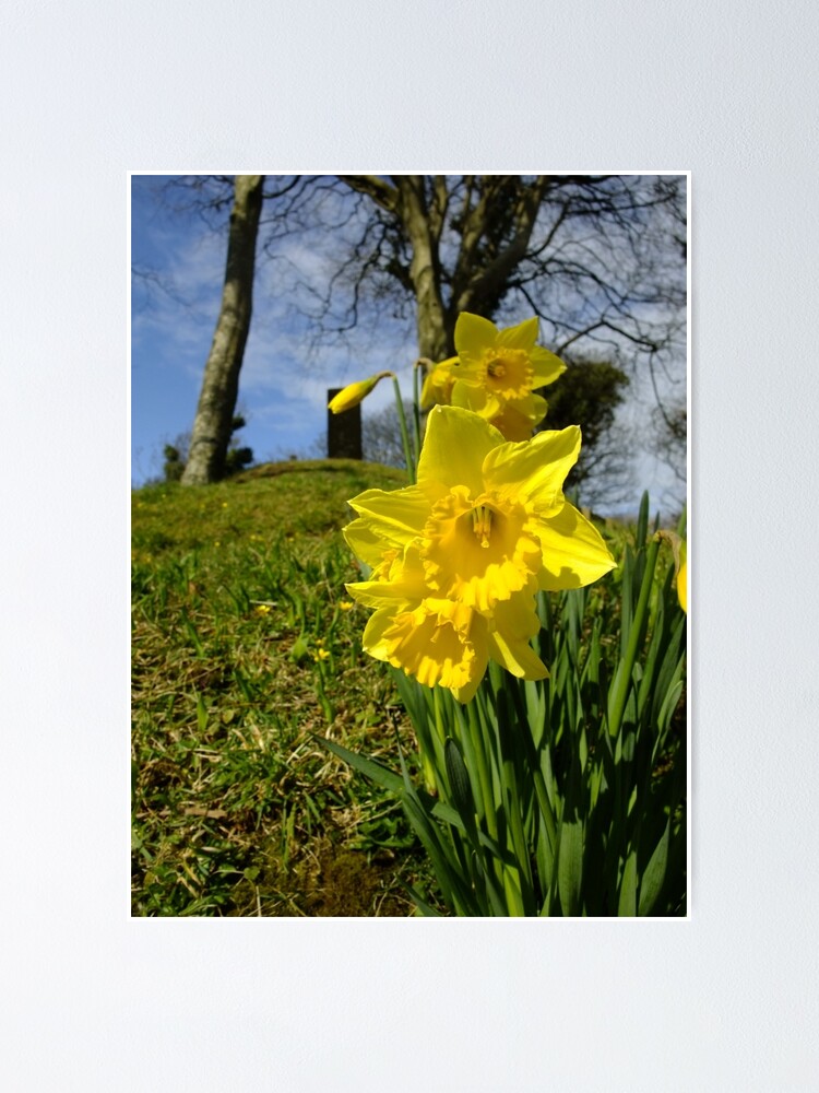 "Daffodil" Poster for Sale by IOMWildFlowers | Redbubble
