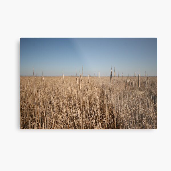 Bull Rushes Wall Art | Redbubble