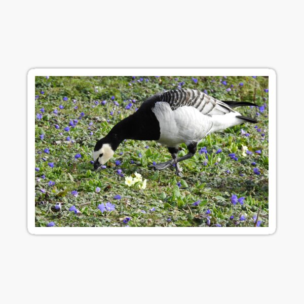 "Barnacle goose amongst purple flowers" Sticker by TwistedClassics ...