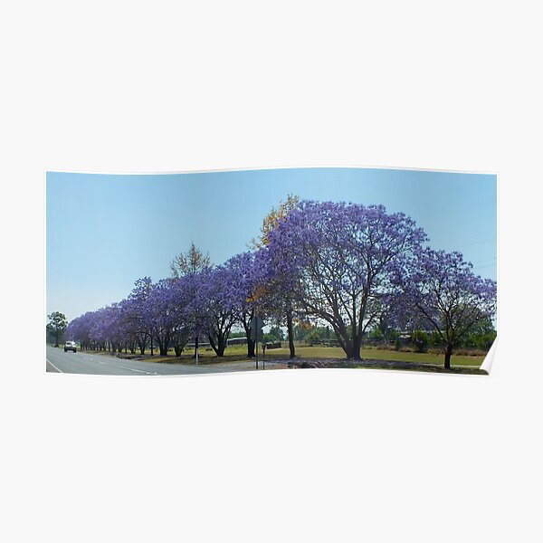 "Jacaranda drive" Poster by sandysartstudio | Redbubble