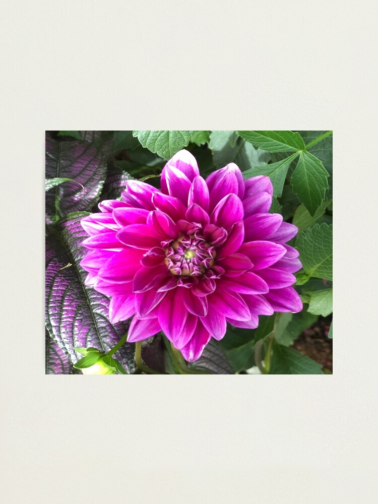 Lámina fotográfica «Flor morada un símbolo de pasión» de ...