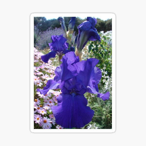 "Iris Flower Indigo Purple" Sticker for Sale by SarahRajkotwala | Redbubble