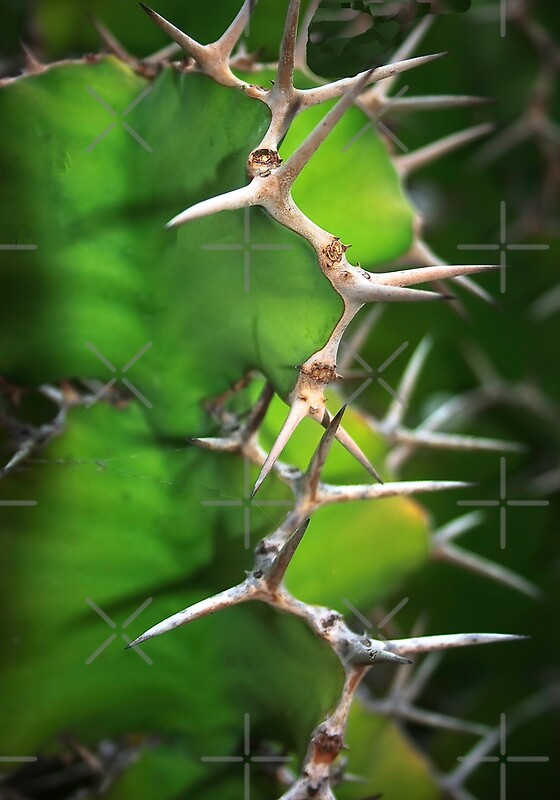 "Prickly Patterns" by Heather Friedman | Redbubble