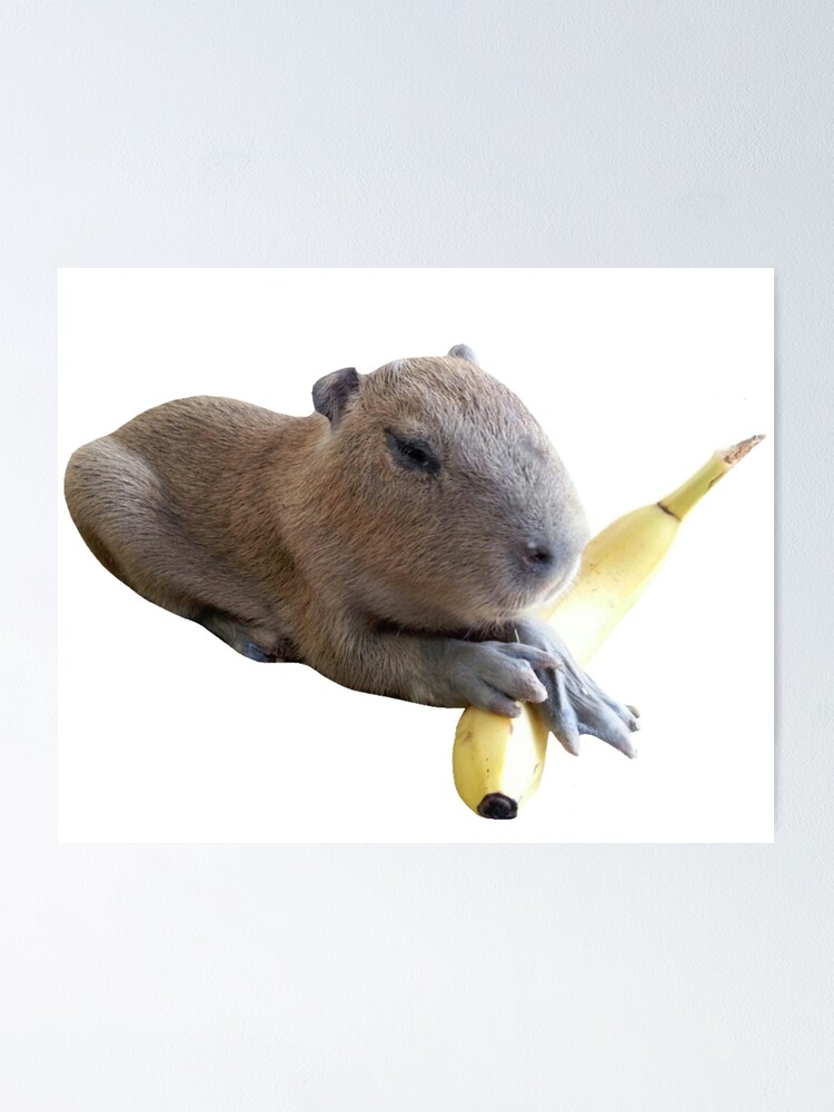 "Capybara Banana" Poster for Sale by CapyBoii | Redbubble