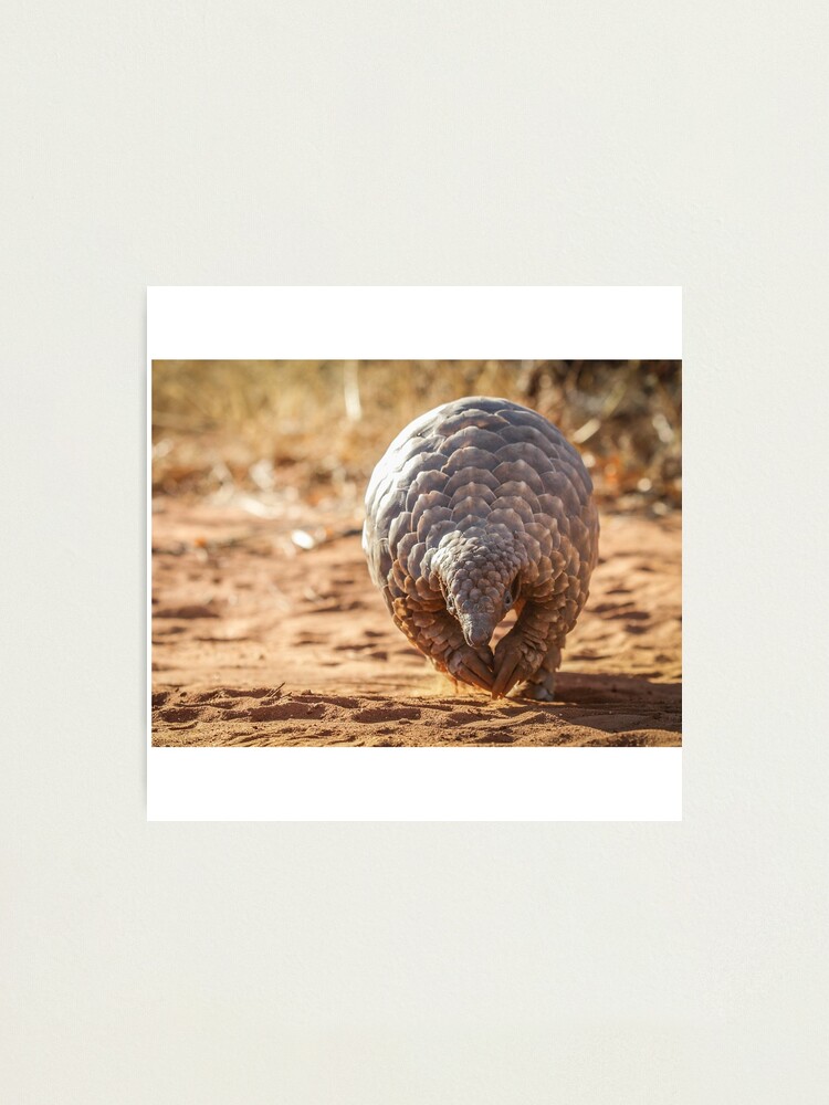 "pangolin lover, save the pangolins, endangered pangolin- pangolin ...
