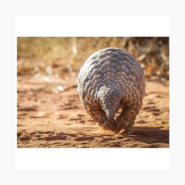 "pangolin lover, save the pangolins, endangered pangolin- pangolin" Photographic Print for Sale ...